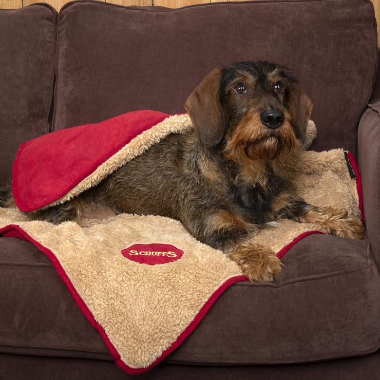 Scruffs | UK Dog Bed Brand | Treat Your Dog