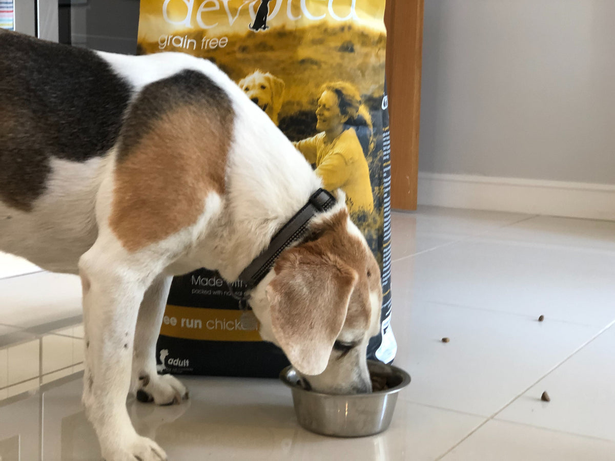 Dog Food — Treat Your Dog