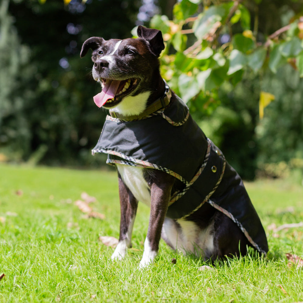 Waterproof Dog Coats :: UK Dog Coat Specialists :: Treat Your Dog