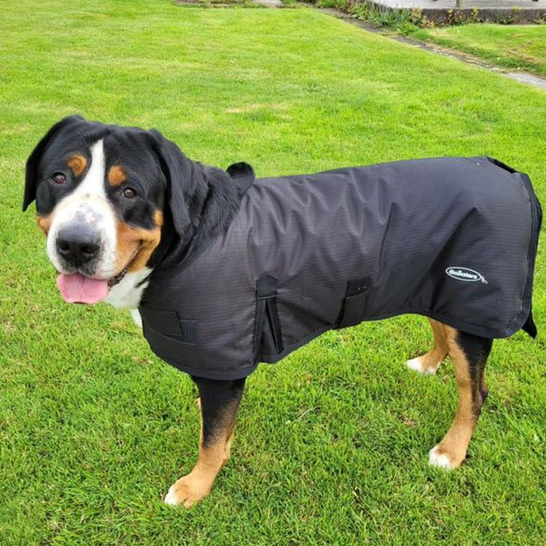 Dog coats & clothing for larger breeds | Treat Your Dog
